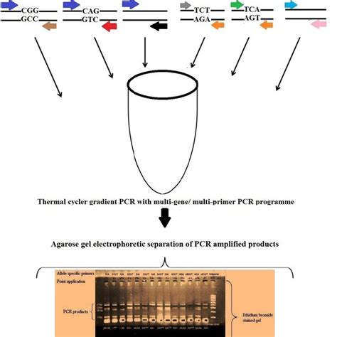Genotyping Assay Using Amplification Refractory Mutation System Download Scientific Diagram