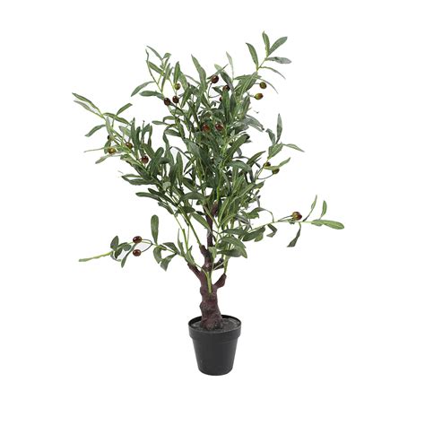 ზეითუნის ხე Decor Gallery