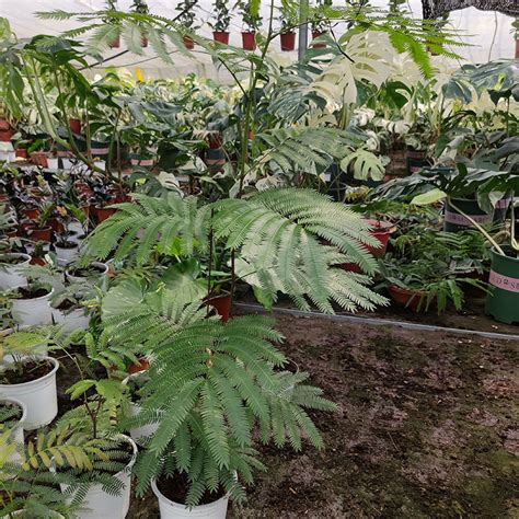 伴兮密叶猴耳环小豆树网红室内耐阴观叶绿植盆栽热植现货一件代发 阿里巴巴