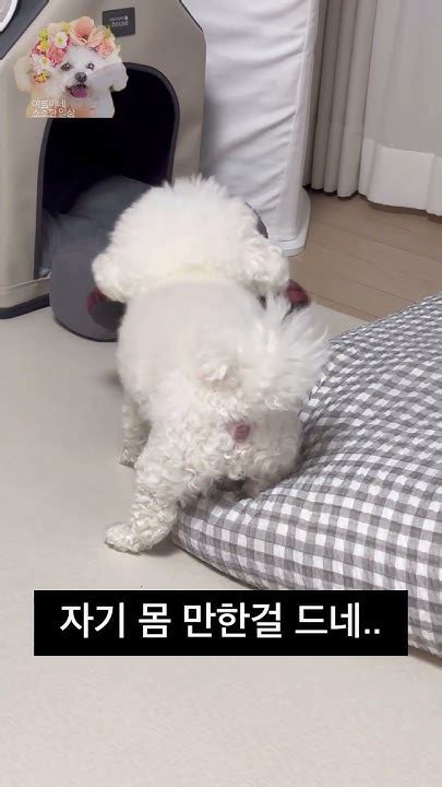 냄새나는데 신발 가지고 노는 댕댕이 Youtube