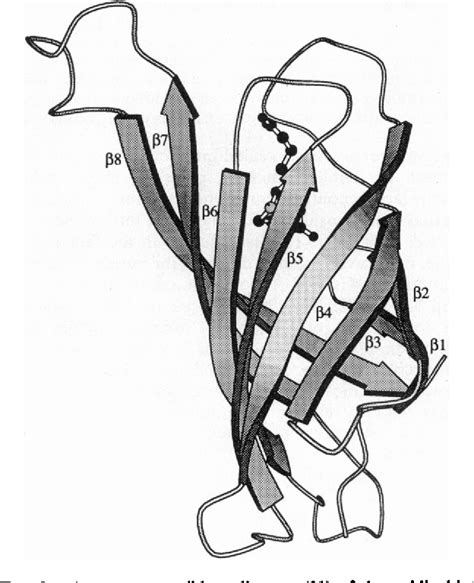 Figure 1 From Three Dimensional Structures Of Avidin And The Avidin
