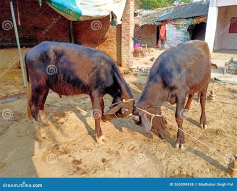 Batallas Jugando Entre Ellas En La Granja Rural De India Foto De