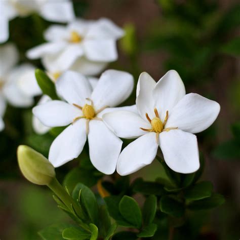Kleims Hardy Gardenias For Sale