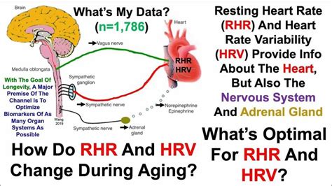 35 Increase For Heart Rate Variability Since 2018