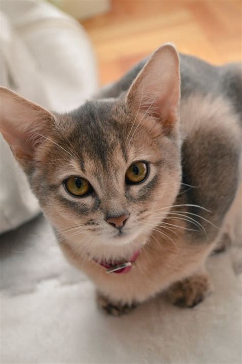 2月22日にゃんにゃんにゃん猫の日🐱 ボイストレーニング・ボーカルスクールならミュウ