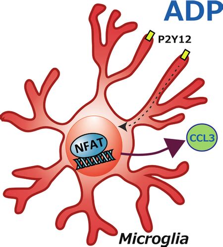 P2y12 Receptors In Primary Microglia Activate Nuclear Factor Of