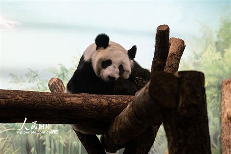 莫斯科动物园：观赏大熊猫“如意”和“丁丁”的游客络绎不绝腾讯新闻