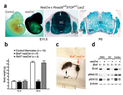 Neural Tissue Specific Ablation Of B Rafa A Rosa26loxpstoploxplacz Download Scientific