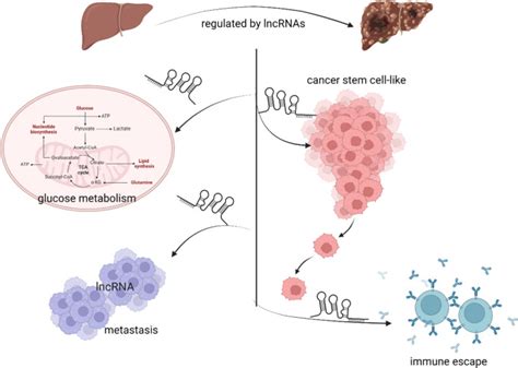 The Regulation Of Hypoxia Related Lncrnas In Hepatocellular Carcinoma Pmc