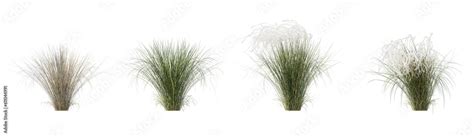 Set Of Stipa Pennata Common Name European Feather Grass Or Orphan
