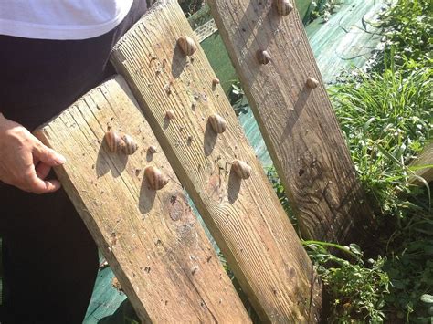 Apa Itu Escargot Makanan Khas Prancis Yang Bikin Penasaran Nibble