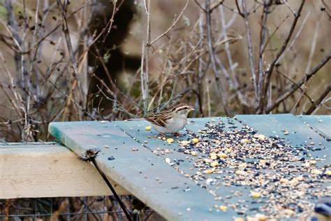 Chipping Sparrow At The Platform Feeder Feederwatch