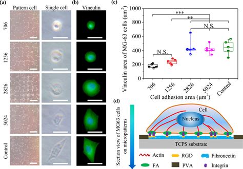 Cell Micropatterning And Formation Of Focal Adhesion On Micropatterned Download Scientific