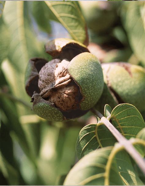 Nutrients In Walnuts