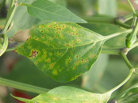 Bacterial Spot Of Pepper