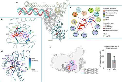 Niran Specific Recognition Of Gtp A View Of The Niran Domain Of The