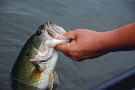 The Ultimate Guide To The Best Spring Bass Lures Fishrook