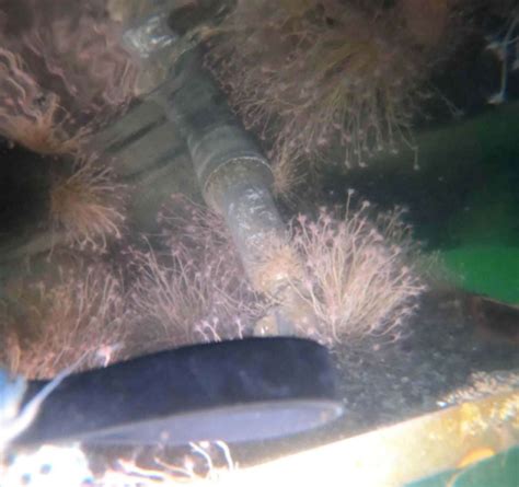 Boat Hull Cleaning Service Boat Bottom Cleaning In Water