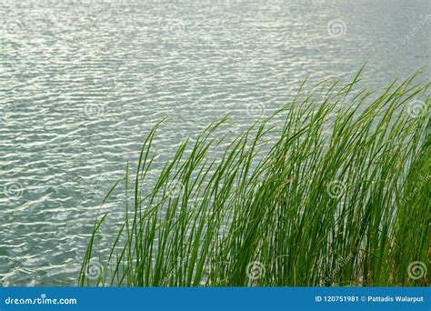 Green Leaves Of Typha Angustifolia Grass Stock Image Image Of