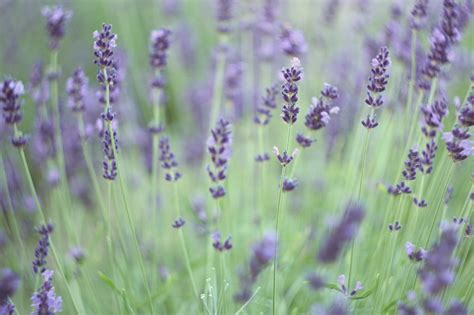 라벤더 목초 꽃 Pixabay의 무료 사진 Pixabay