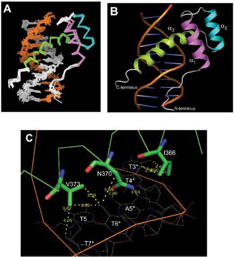 Nmr Derived Structures Of A13dbd Bound To 11 Mer Dna Duplex A Download Scientific Diagram