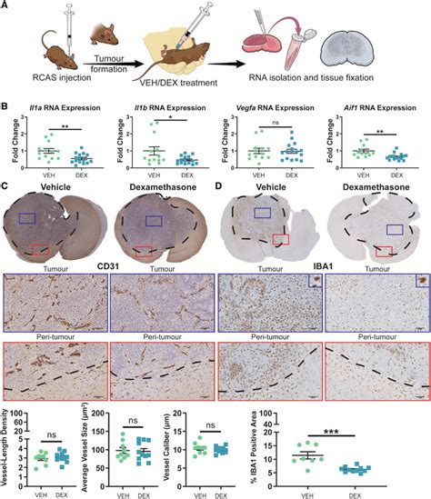 Dexamethasone Treatment Has No Effect On Tumour Angiogenesis But