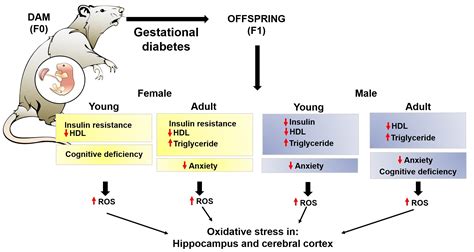Nutrients Free Full Text Gestational Diabetes Triggers Oxidative