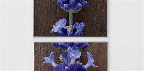 Qui Est Pierre Joseph Le Photographe Obsédé Par Les Fleurs