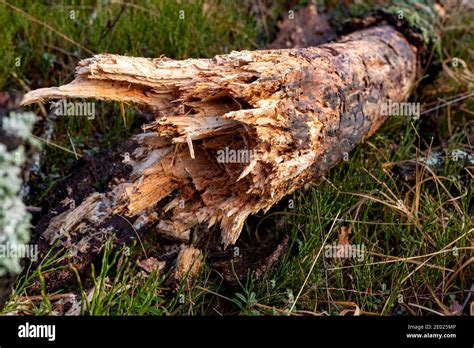 A Rotten Trunk Of A Fallen Old Tree A Log Of Wood In The Forest