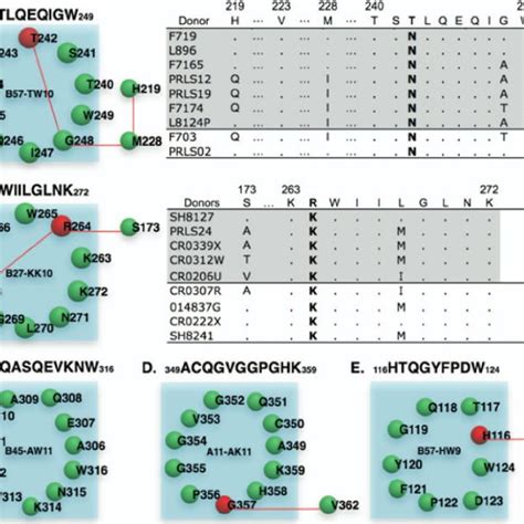 Hla Associated Mutations Are Predominantly Selected By Acute Phase
