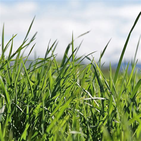 Cocksfoot Grass Agt Foods Africa From Producers To The World