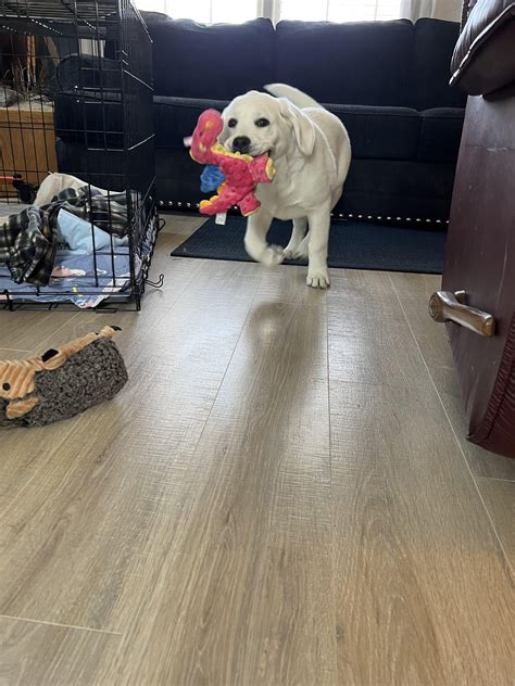 Larry Loves His New Dinosaur Toy R Larrythelab