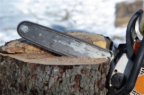 Close Up Shot Of A Chainsaw Cutting A Tree Trunk Stock Image Image Of