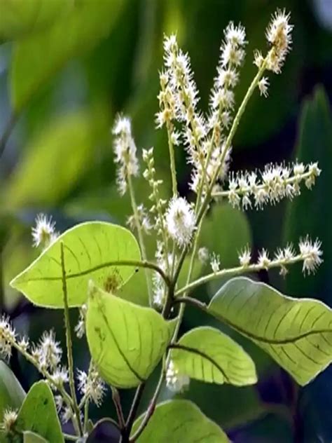 Terminalia Chebula Kadukka Black Myrobalan Chebulic Myrobalan