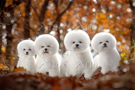 ビションフリーゼ 10278452 の写真素材 アフロ