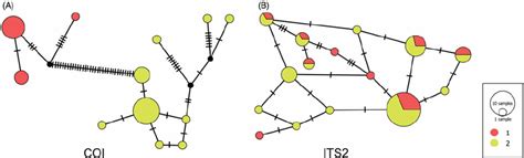 Median Joining Parsimony Haplotype Networks A Coi B Its2 Color Download Scientific