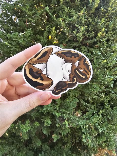 Red Tailed Boa Collection — The Twisted Serpent Llc