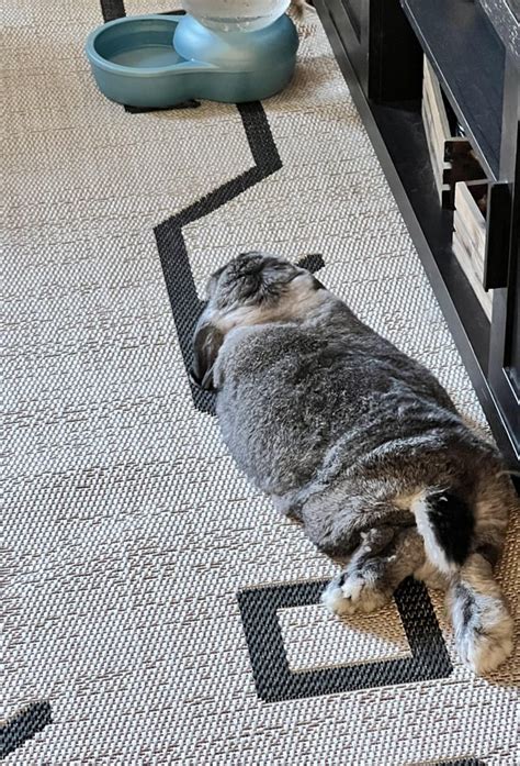 Dat Booty 🍑 Rrabbits