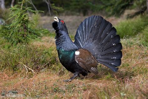 Tetřev hlušec | Naturfoto.cz