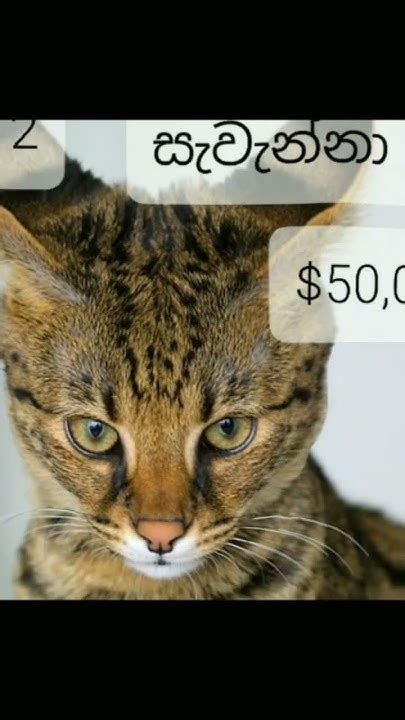 ලොකයෙ මිල අධිකම පුසන් වර්ග 4 Youtube