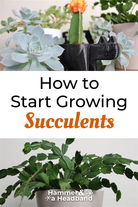 Succulents 101 How To Make Your Succulent Plants Happy