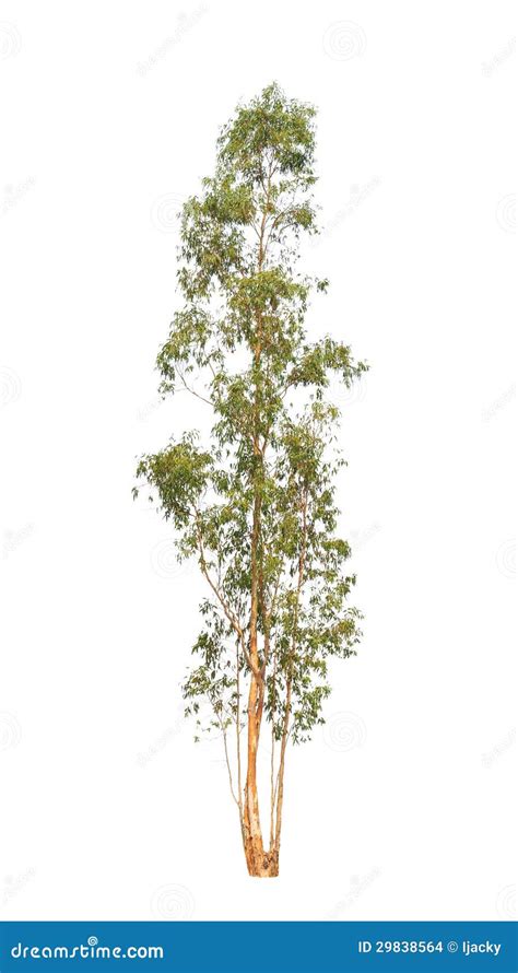 Árbol De Eucalipto Foto De Archivo Imagen De Crecimiento 29838564