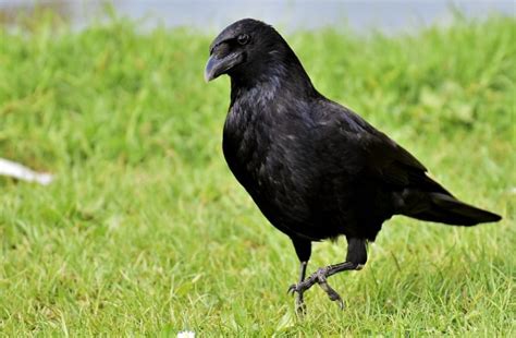 13 Proven Ways To Attract Crows To Your Yard Feeders 2023 Guide