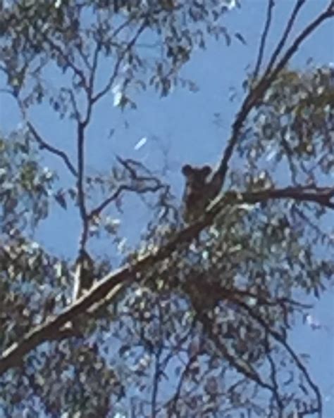 Koala From Rawbelle Qld 4630 Australia On September 27 2019 At 01 22