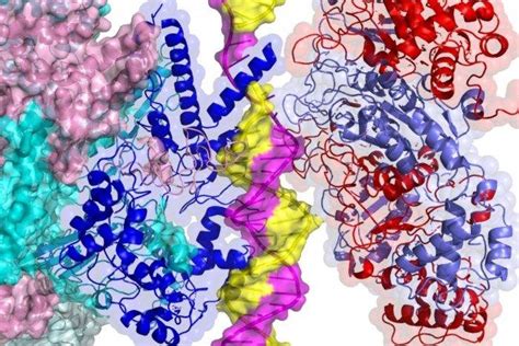 Scientists Observe Cells Reading Genes For The First Time