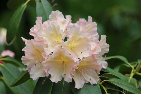 Rhododendron Hindustan Société des rhododendrons du Québec