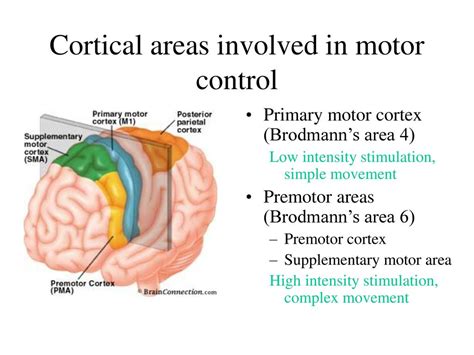 motor cortex organization of motor cortex motor cortical map ppt🈷