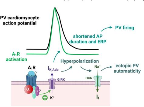 Figure 1 From Adenosine And Adenosine Receptors Advances In Atrial