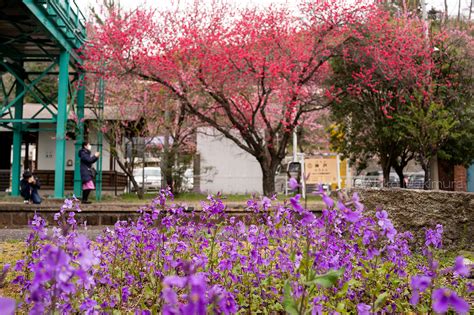 【4】古い駅舎に咲く花桃 神戸駅を訪ねて わたらせ渓谷鉄道の旅 牧村あきこの「探検ウォークしてみない？」 廃線とダムと湿地とわたし