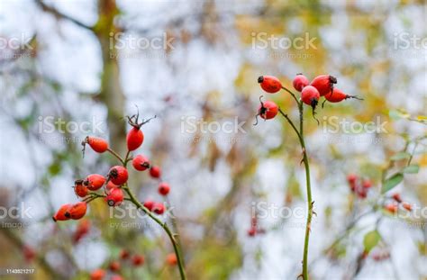 빨간색 잘 익은 브리 아 르 열매 매크로 사진 잘 익은 열매를 가진 엉덩이 부시 관목에 있는도 그 로즈의 열매 야생 장미의 과일입니다 아 르 니 레드 로즈 힙 가시에 대한